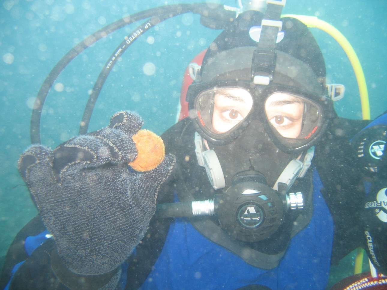 Buceo científico: una herramienta esencial para el estudio de la ...