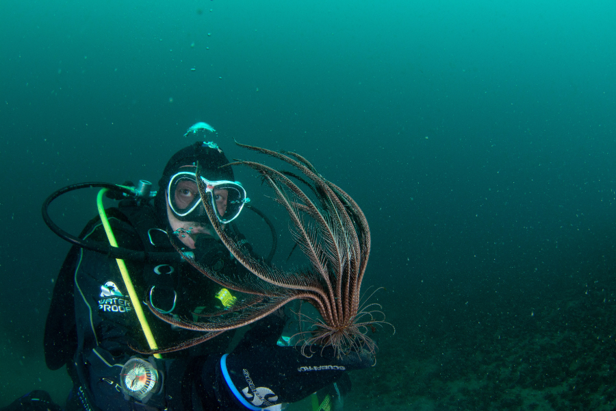Buceo científico: una herramienta esencial para el estudio de la ...